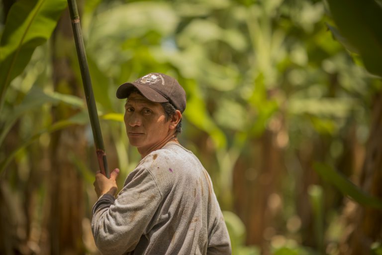 El Banano en Guatemala – APIB