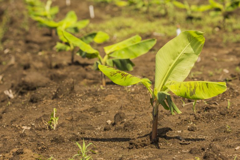 Cultivo de Banano – APIB