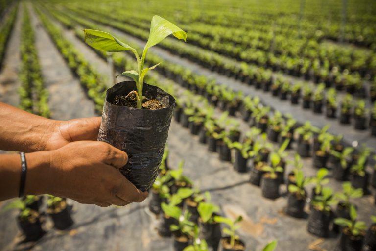 El Banano en Guatemala – APIB